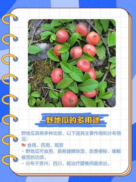 野地瓜什么时候成熟_野地瓜成熟时间-第2张图片-山城妙识