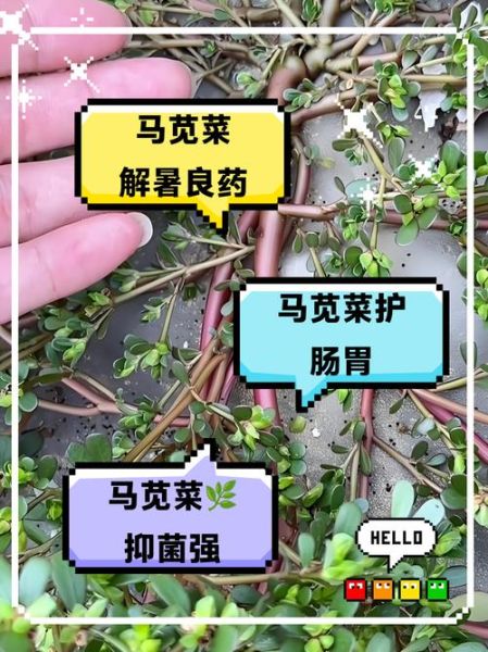 马苋菜怎么做好吃_马苋菜的功效与作用-第2张图片-山城妙识