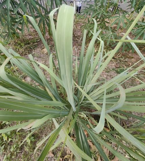 香茅草的功效与作用_香茅草的禁忌有哪些-第2张图片-山城妙识