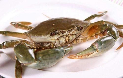锯缘青蟹怎么挑选_锯缘青蟹和青蟹区别-第3张图片-山城妙识