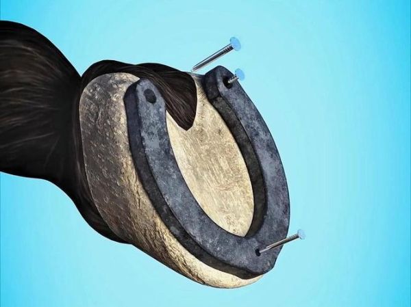 马蹄铁会疼吗_马疼吗-第3张图片-山城妙识