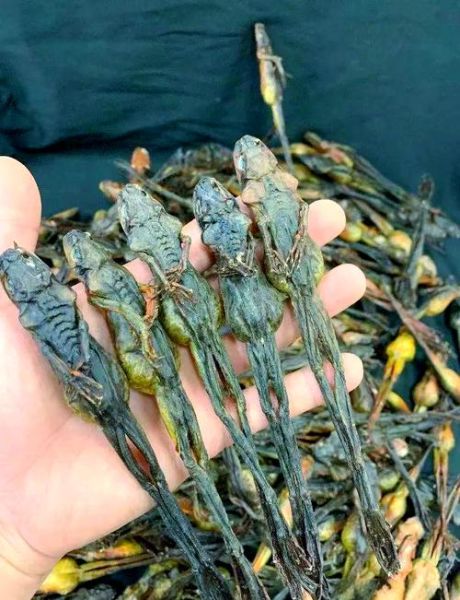 雪蛤是什么动物的部位_雪蛤是蛤蟆的哪个部位-第2张图片-山城妙识 雪蛤是什么动物的部位_雪蛤是蛤蟆的哪个部位-第2张图片-山城妙识