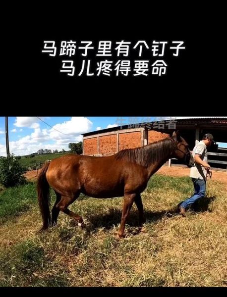 马蹄铁会疼吗_马疼吗-第1张图片-山城妙识