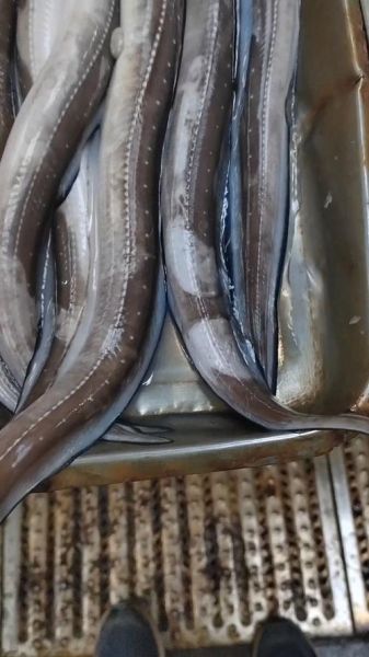 海鳗鱼有毒吗_海鳗鱼的毒素分布在哪里-第1张图片-山城妙识