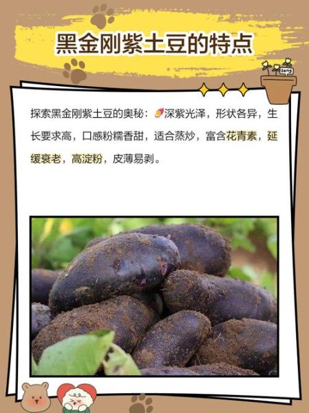黑金刚土豆的功效与作用_黑金刚土豆营养价值高吗-第3张图片-山城妙识