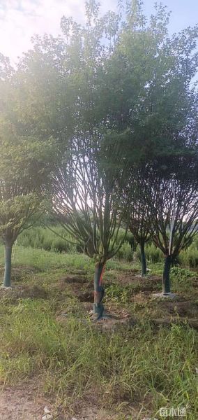 鸡爪槭15-18公分多少钱_鸡爪槭价格表2024-第1张图片-山城妙识