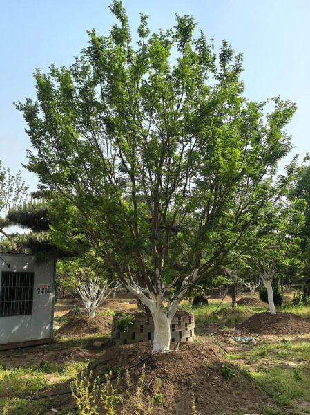 鸡爪槭15-18公分多少钱_鸡爪槭价格表2024-第2张图片-山城妙识