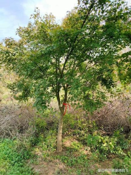 鸡爪槭15-18公分多少钱_鸡爪槭价格表2024-第3张图片-山城妙识