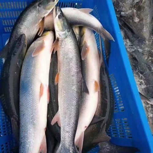 鳡鱼多少钱一斤_鳡鱼价格为什么波动大-第3张图片-山城妙识