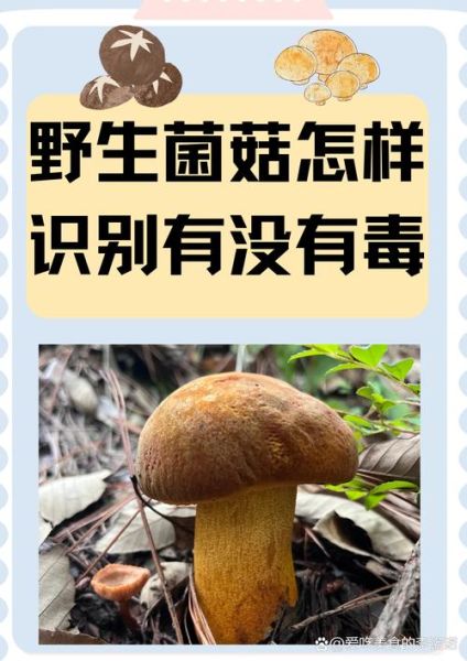 能吃的野生蘑菇图片大全_如何辨别可食用野生菌-第2张图片-山城妙识