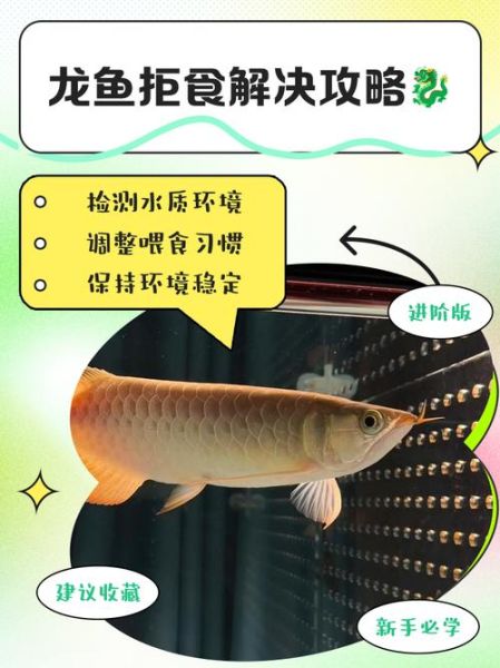 龙鱼不吃食怎么办_龙鱼掉鳞怎么处理-第2张图片-山城妙识