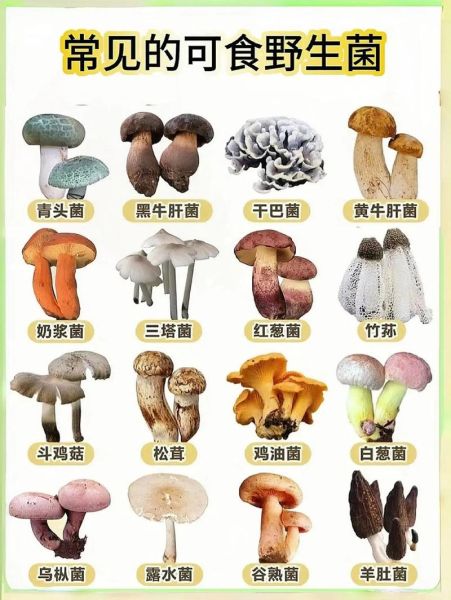 能吃的野生蘑菇图片大全_如何辨别可食用野生菌-第1张图片-山城妙识