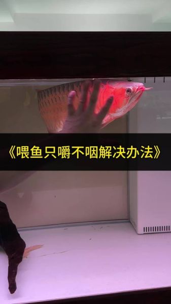 龙鱼不吃食怎么办_龙鱼掉鳞怎么处理-第3张图片-山城妙识