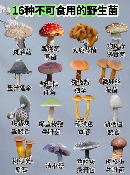 能吃的野生蘑菇图片大全_如何辨别可食用野生菌-第3张图片-山城妙识