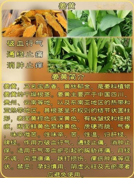 黄姜怎么吃_黄姜食用方法大全-第2张图片-山城妙识 黄姜怎么吃_黄姜食用方法大全-第2张图片-山城妙识