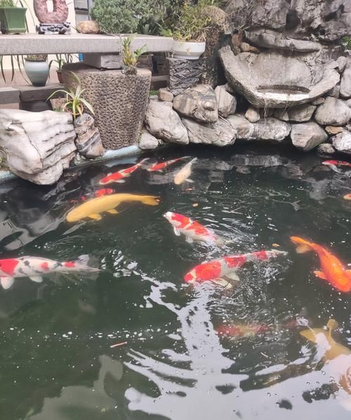 锦鲤鱼怎么养_锦鲤鱼多久换一次水-第2张图片-山城妙识 锦鲤鱼怎么养_锦鲤鱼多久换一次水-第2张图片-山城妙识