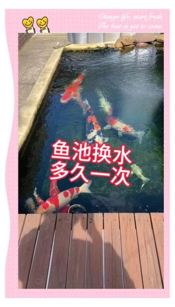 锦鲤鱼怎么养_锦鲤鱼多久换一次水-第1张图片-山城妙识 锦鲤鱼怎么养_锦鲤鱼多久换一次水-第1张图片-山城妙识