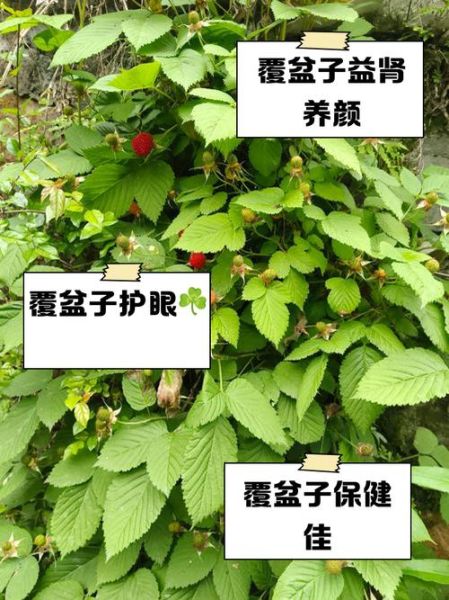 覆盆子图片长什么样_覆盆子功效与作用有哪些-第2张图片-山城妙识