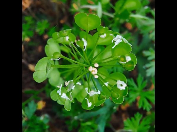 菥蓂的功效与作用_菥蓂怎么吃效果最好-第3张图片-山城妙识