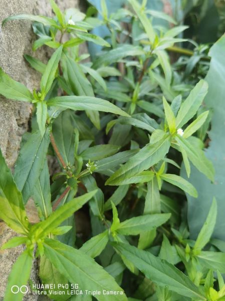 菥蓂的功效与作用_菥蓂怎么吃效果最好-第2张图片-山城妙识