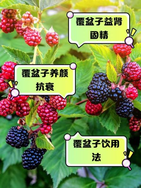 覆盆子图片长什么样_覆盆子功效与作用有哪些-第1张图片-山城妙识