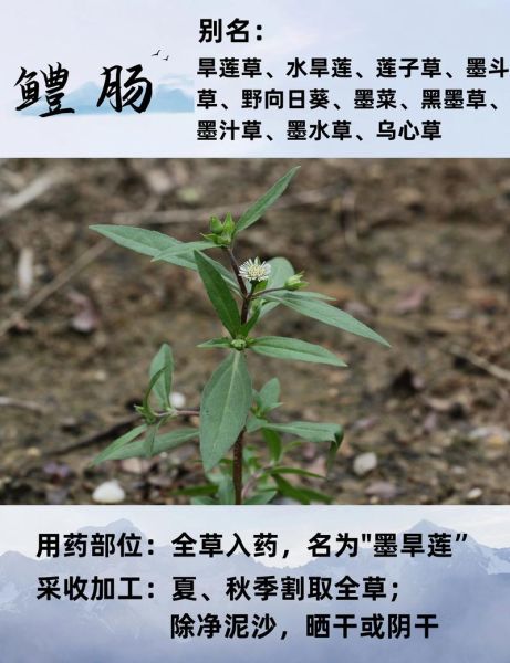 菥蓂的功效与作用_菥蓂怎么吃效果最好-第1张图片-山城妙识