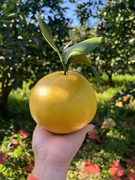 黄金葡萄柚的功效与作用_黄金葡萄柚怎么吃减肥-第1张图片-山城妙识 黄金葡萄柚的功效与作用_黄金葡萄柚怎么吃减肥-第1张图片-山城妙识