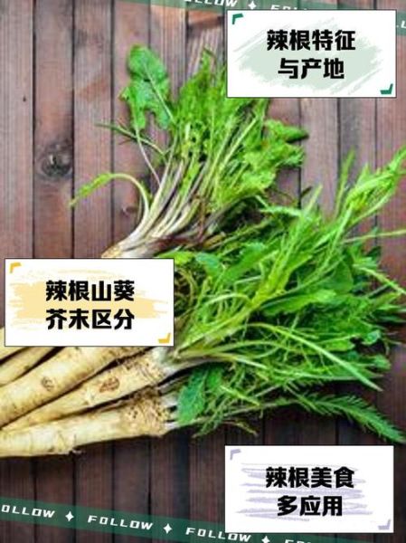 芥末是什么做的_芥末原料和辣根区别-第3张图片-山城妙识