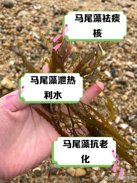 马尾藻哪些人不能吃_孕妇能吃吗-第1张图片-山城妙识 马尾藻哪些人不能吃_孕妇能吃吗-第1张图片-山城妙识
