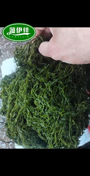 马尾藻哪些人不能吃_孕妇能吃吗-第2张图片-山城妙识 马尾藻哪些人不能吃_孕妇能吃吗-第2张图片-山城妙识