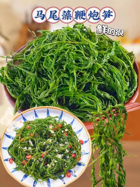 马尾藻哪些人不能吃_孕妇能吃吗-第3张图片-山城妙识 马尾藻哪些人不能吃_孕妇能吃吗-第3张图片-山城妙识