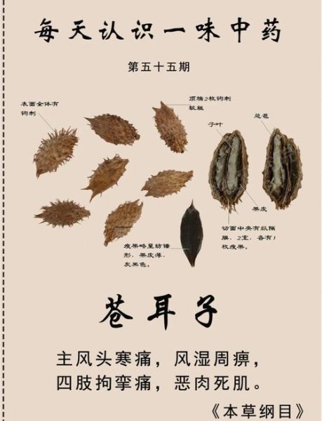 鼻炎偏方香油苍耳子有效吗_怎么用-第3张图片-山城妙识