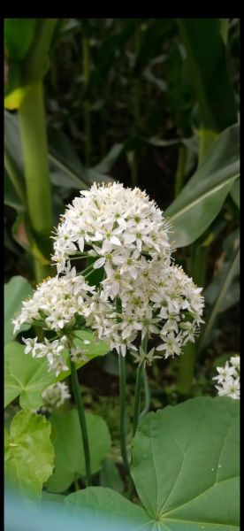 长期吃韭菜花的危害_韭菜花吃多了有什么坏处-第2张图片-山城妙识 长期吃韭菜花的危害_韭菜花吃多了有什么坏处-第2张图片-山城妙识