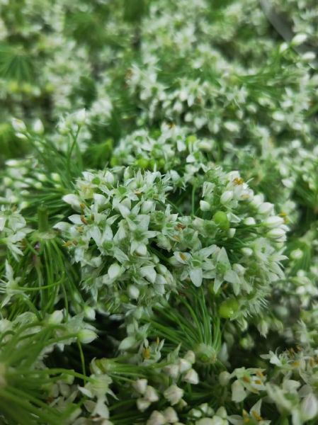 长期吃韭菜花的危害_韭菜花吃多了有什么坏处-第3张图片-山城妙识 长期吃韭菜花的危害_韭菜花吃多了有什么坏处-第3张图片-山城妙识