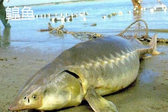 鲟鳇鱼是国家保护动物吗_鲟鳇鱼保护级别-第2张图片-山城妙识 鲟鳇鱼是国家保护动物吗_鲟鳇鱼保护级别-第2张图片-山城妙识