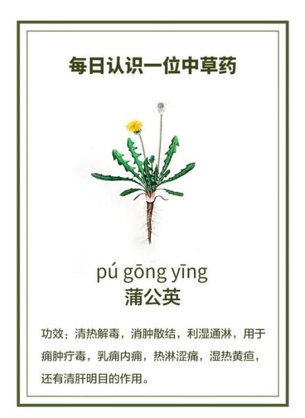 蒲公英的功效与作用_蒲公英的副作用有哪些-第1张图片-山城妙识