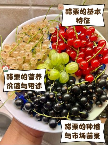 醋栗的功效与作用_醋栗图片怎么区分真假-第1张图片-山城妙识