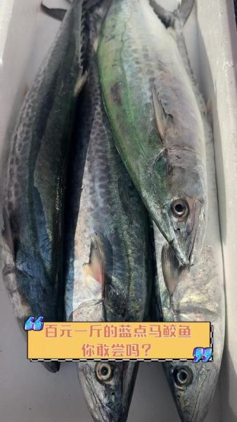 马鲛鱼多少钱一斤2021_2021年马鲛鱼价格走势-第2张图片-山城妙识