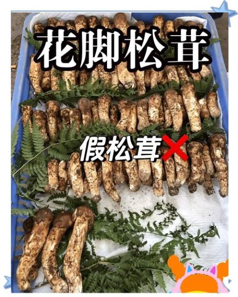 十大名贵菌类有哪些_如何辨别真假松茸-第3张图片-山城妙识