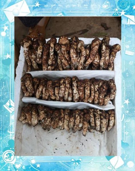 十大名贵菌类有哪些_如何辨别真假松茸-第2张图片-山城妙识