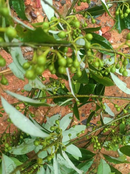 野山椒的功效与作用_野山椒的禁忌有哪些-第1张图片-山城妙识