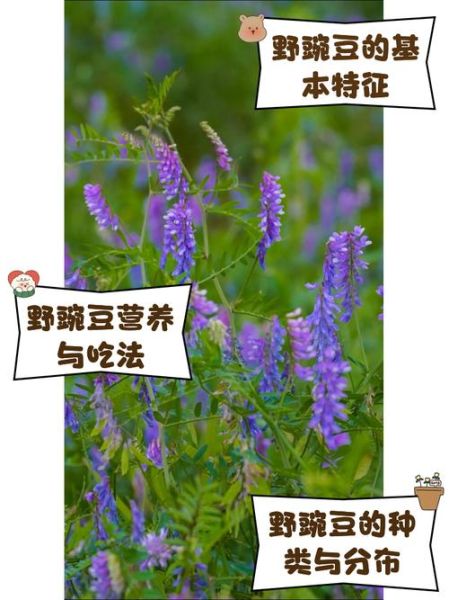 野豌豆的功效与作用_野豌豆怎么吃效果最好-第1张图片-山城妙识