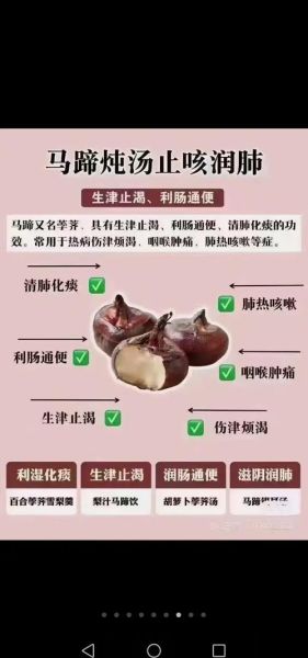 马蹄的营养价值_马蹄可以生吃吗-第3张图片-山城妙识