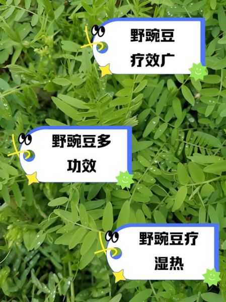 野豌豆的功效与作用_野豌豆怎么吃效果最好-第3张图片-山城妙识