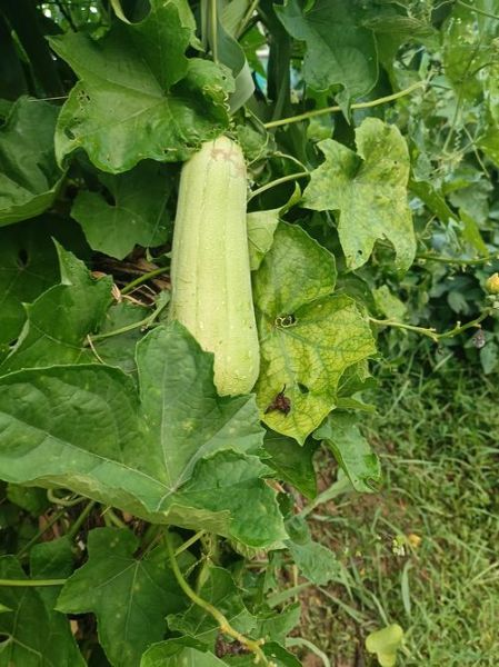 丝瓜品种图片大全_哪种丝瓜最好吃-第2张图片-山城妙识