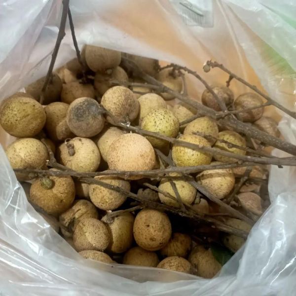 龙眼吃多了会怎么样_会上火吗-第2张图片-山城妙识