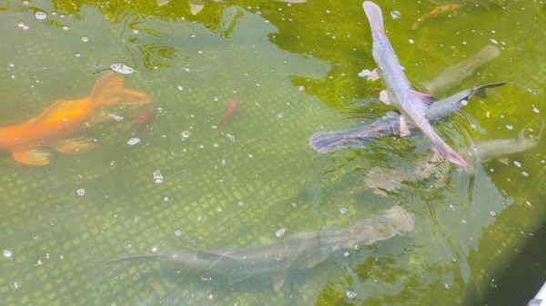 鸭嘴鱼养殖条件_鸭嘴鱼养殖技术-第1张图片-山城妙识