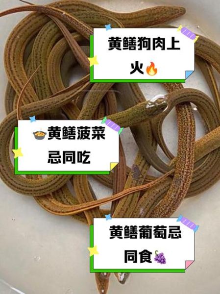黄鳝不能和什么一起吃_黄鳝相克食物有哪些-第1张图片-山城妙识