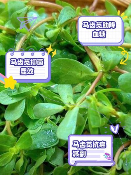 马齿苋的功效与作用_马齿苋能治什么病-第2张图片-山城妙识