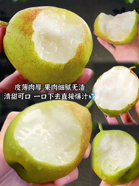香梨怎么挑选_香梨产地哪里最好-第1张图片-山城妙识 香梨怎么挑选_香梨产地哪里最好-第1张图片-山城妙识